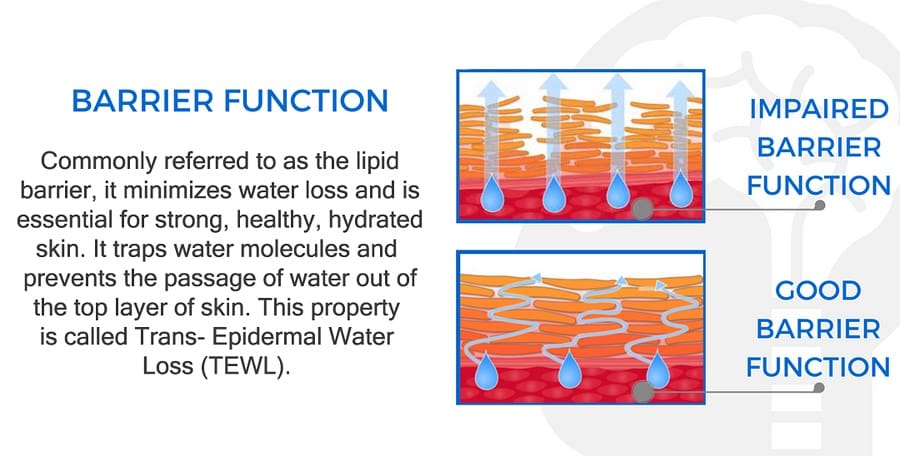 Understanding Reactive Skin: Contact Irritation, Barrier Impairment ...